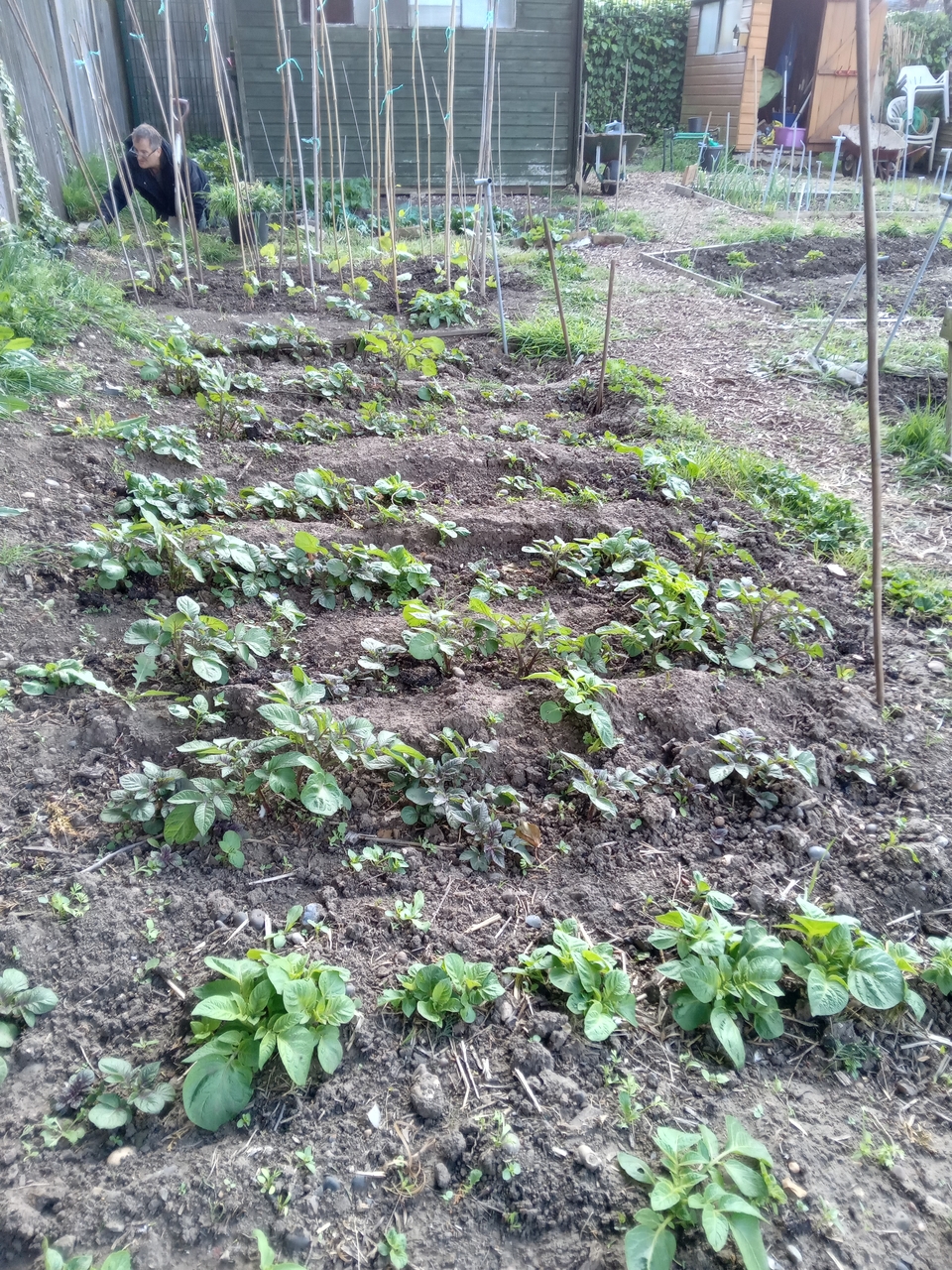 Bexley Mencap Gardening Group | ActionFunder