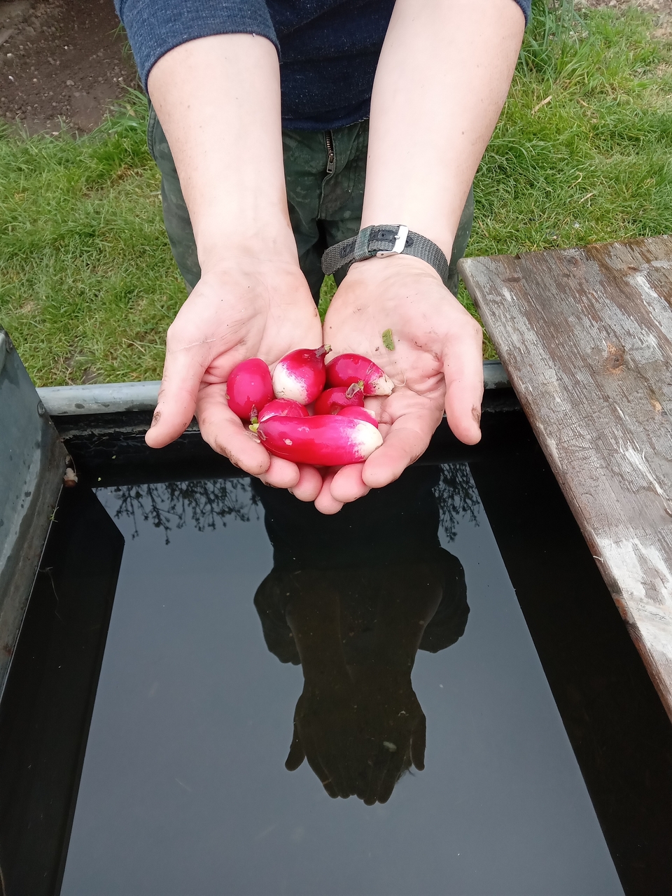 Bexley Mencap Gardening Group | ActionFunder