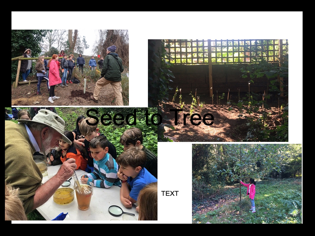 Seed to Tree | ActionFunder
