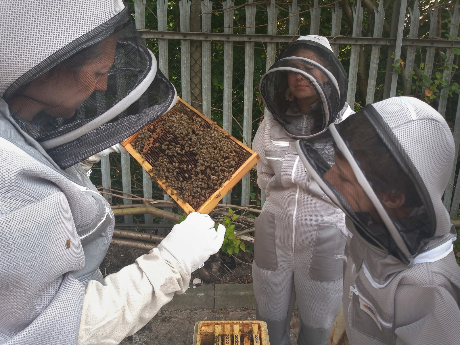 Bee Corner | ActionFunder